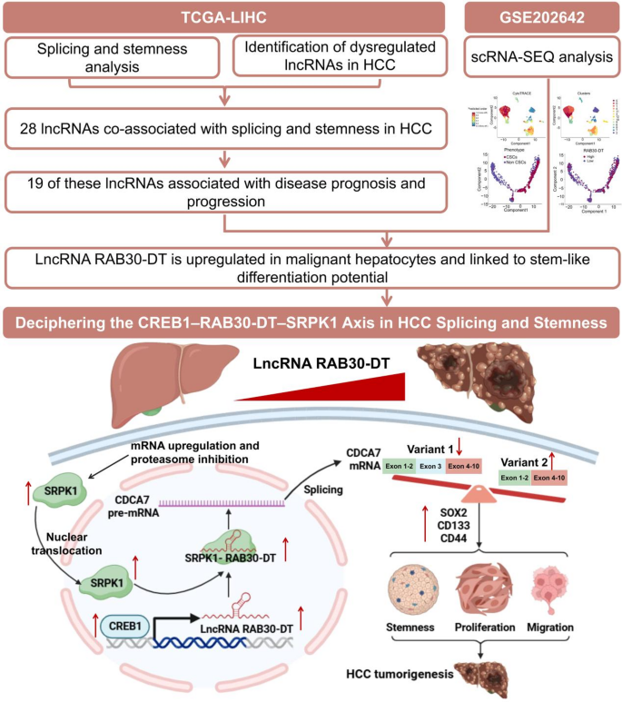 A novel lncRNA-mediated signaling axis governs cancer stemness and ...
