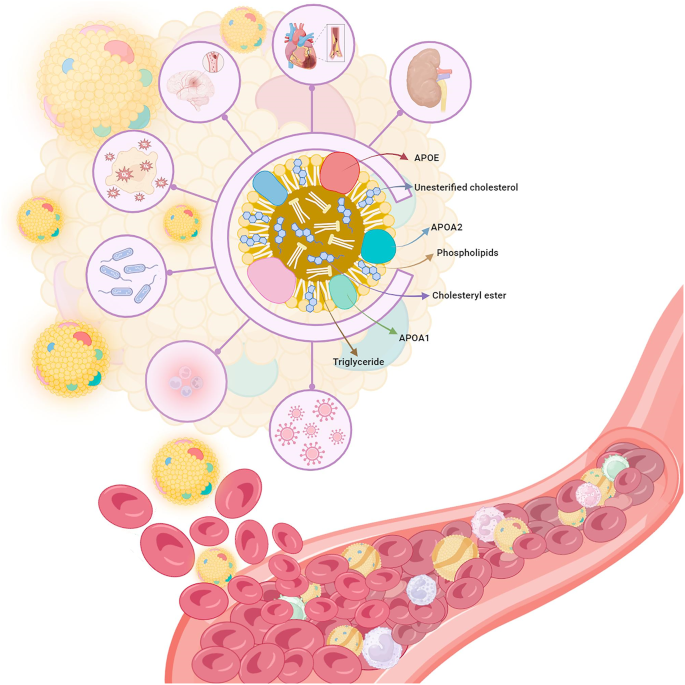 High-density lipoprotein: a biomarker and therapeutic target in sepsis ...