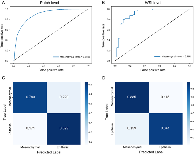Annotation-free deep learning algorithm trained on hematoxylin & eosin ...
