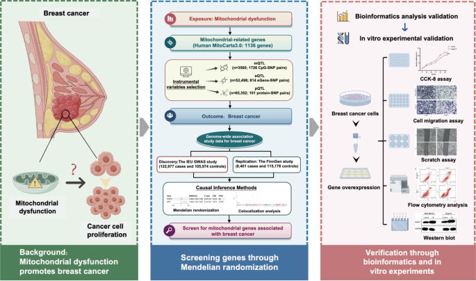 The role and prognostic value of mitochondria-related gene PARK7 in ...
