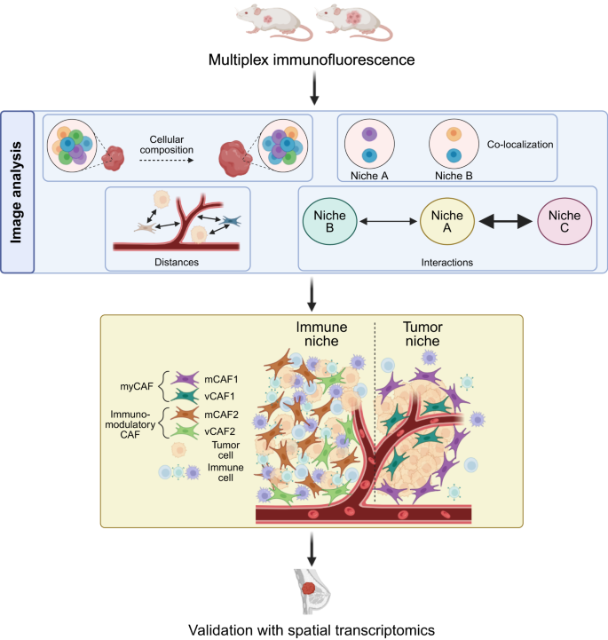 Spatial and temporal dynamics of cancer-associated fibroblast niches in ...