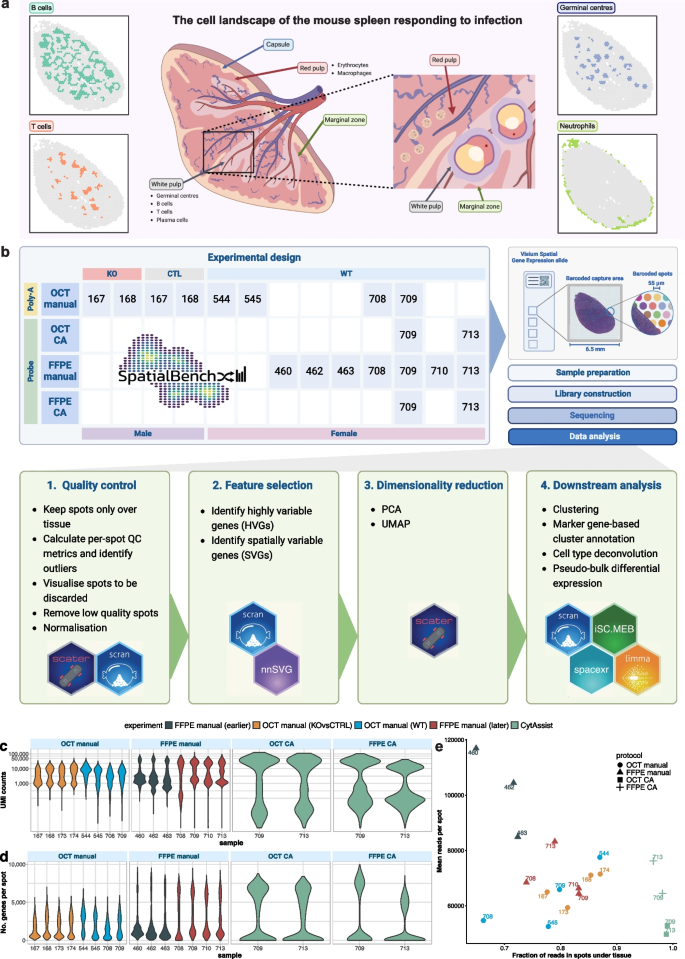 Benchmarking spatial transcriptomics technologies with the multi-sample ...