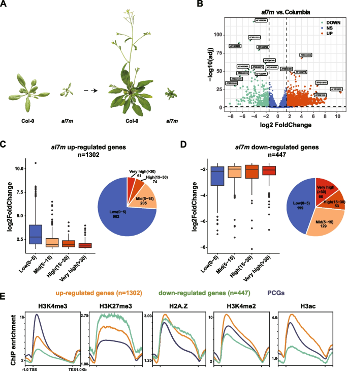 H3K4me3 binding ALFIN-LIKE proteins recruit SWR1 for gene-body deposition of H2A.Z | Genome ...