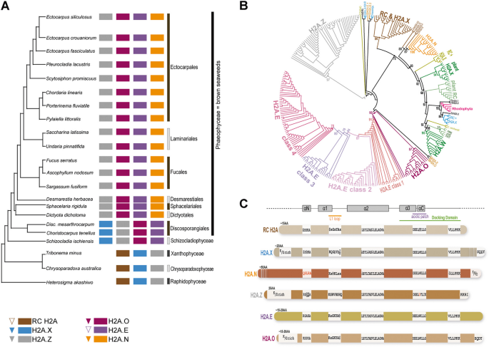 Identification of novel H2A histone variants across diverse clades of ...
