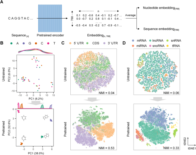 A foundation language model to decipher diverse regulation of RNAs ...