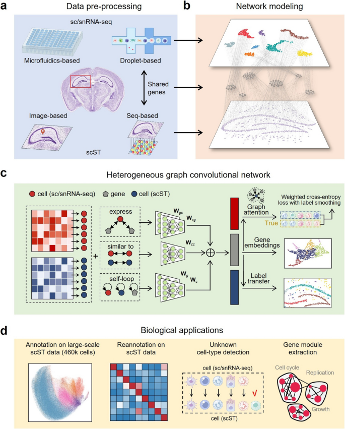 High-precision cell-type mapping and annotation of single-cell spatial ...