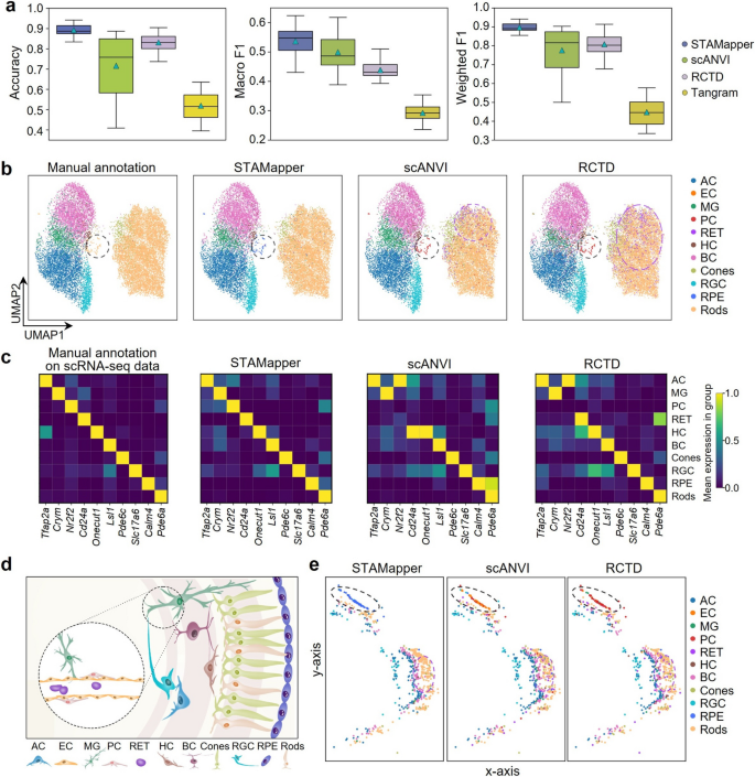 High-precision cell-type mapping and annotation of single-cell spatial ...