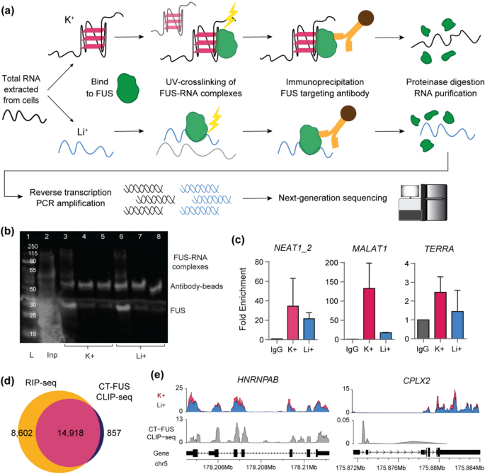 G-quadruplex structural motifs modulate protein–RNA interactions within the transcriptome ...