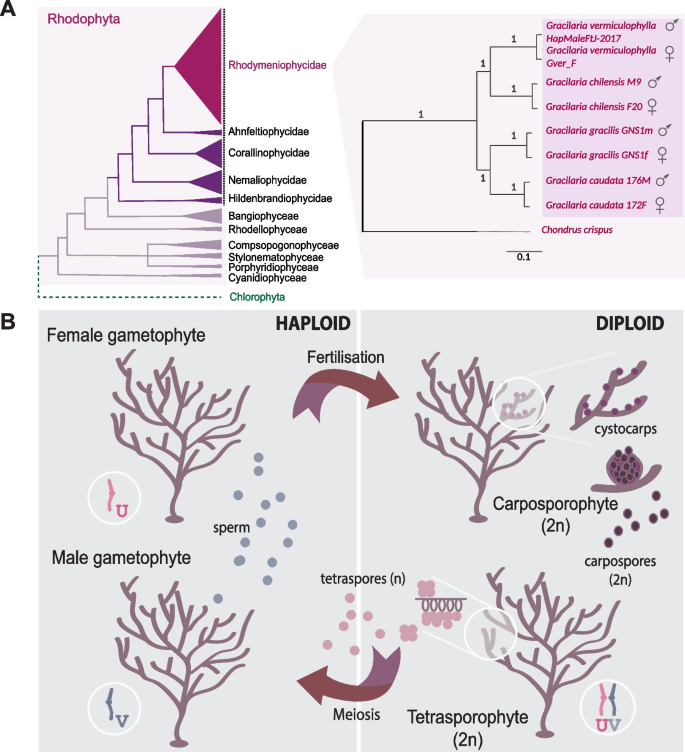 Structural and evolutionary features of red algal UV sex chromosomes ...