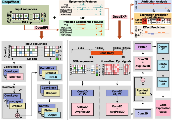 DeepWheat: predicting the effects of genomic variants on gene expression and regulatory ...