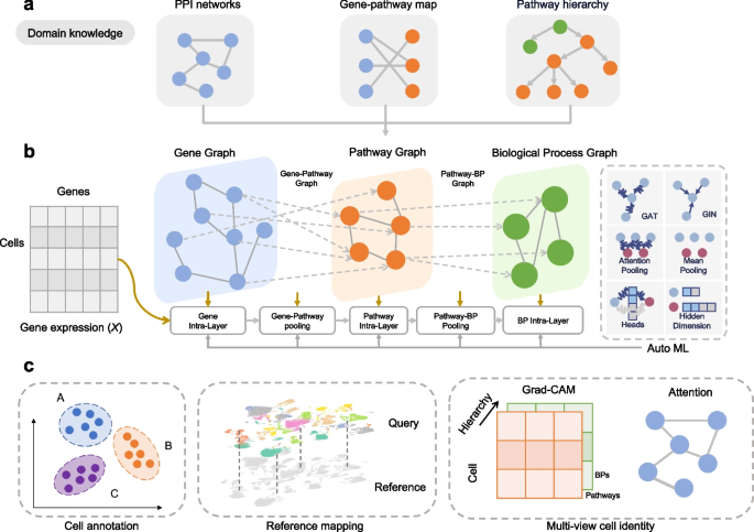 Cell Decoder: decoding cell identity with multi-scale explainable deep ...