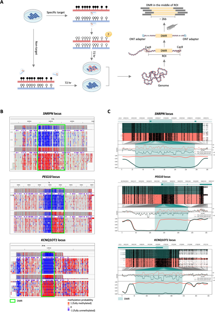 CRISPR-Cas9-induced double-strand breaks disrupt maintenance of epigenetic information | Genome ...