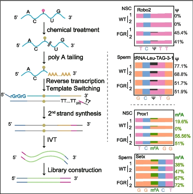 Uli-epic – profiling RNA modifications from ultra-low input samples ...