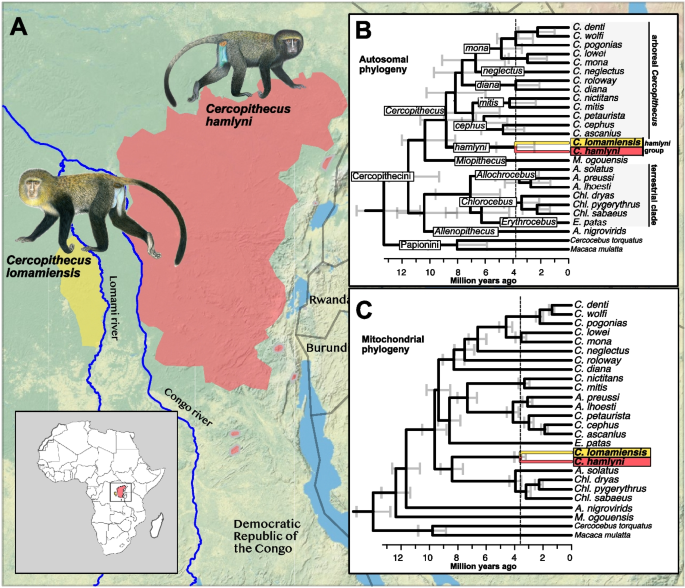 Holotype genome of the lesula provides insights into demography and ...