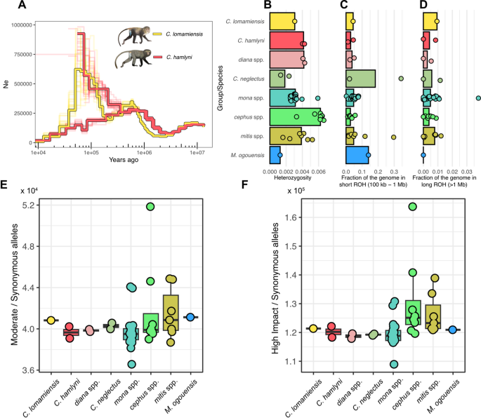 Holotype genome of the lesula provides insights into demography and ...