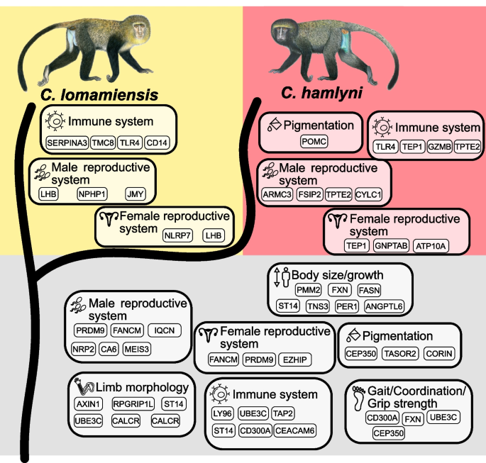Holotype genome of the lesula provides insights into demography and ...