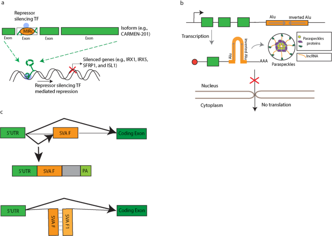 Molecular effects of transposable element sequences in mammalian cells ...