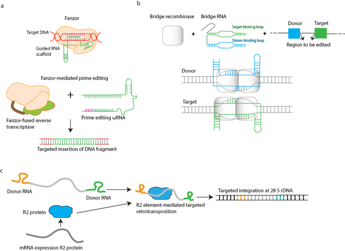 Molecular effects of transposable element sequences in mammalian cells ...