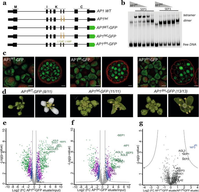 AP1 is a pioneer transcription factor that programmes cell fate through ...
