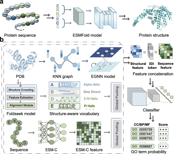 A scalable equivariant graph network framework for precise protein function prediction | Genome ...