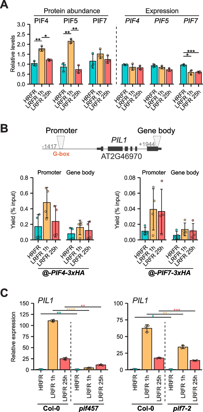 Transcriptional dynamics and chromatin accessibility in the regulation ...