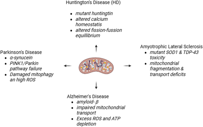 A review of mitochondrial dysfunction, pathophysiology and therapeutic ...