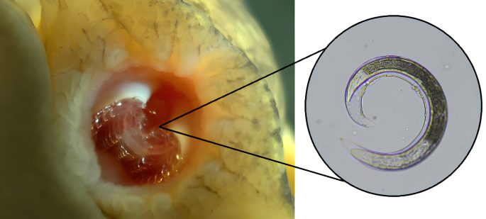 A new diagnostic technique for identifying Angiostrongylus spp. larvae ...