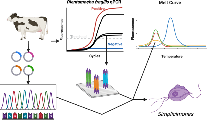 Diagnostic dilemma: application of real-time PCR assays for the ...