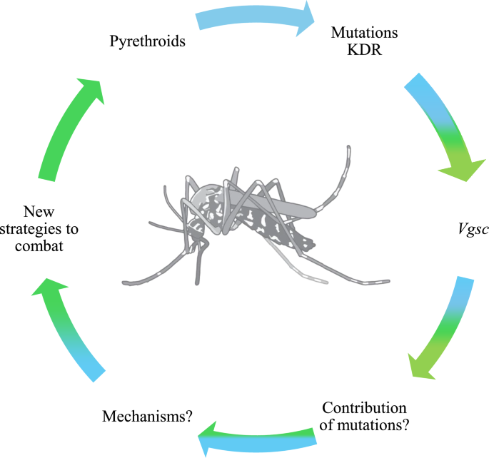 Global distribution and impact of knockdown resistance mutations in Aedes aegypti on pyrethroid ...