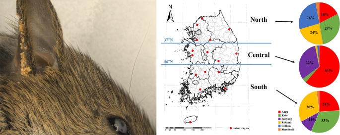 Geographic distribution of Orientia tsutsugamushi strains on chigger ...