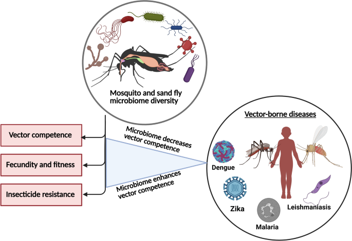 Microbiome diversity in mosquitoes and sand flies: implications for ...