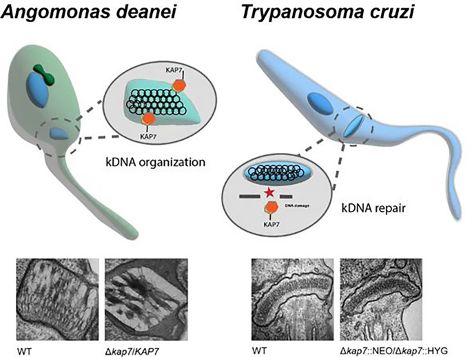 From mitochondrial DNA arrangement to repair: a kinetoplast-associated ...