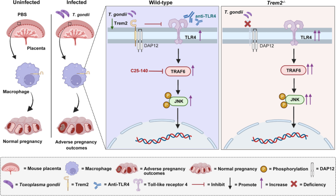 Toxoplasma gondii-induced adverse pregnancy outcomes: insight into the inhibitory role of Trem2 ...