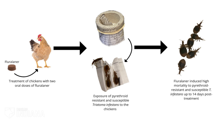 Treatment of chickens with fluralaner induced mortality in pyrethroid ...