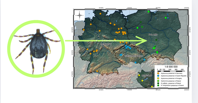 The first finding of Hyalomma rufipes in Poland in 2024: the promising ...