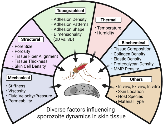 Influence of biophysical and biochemical cues on Plasmodium sporozoite ...