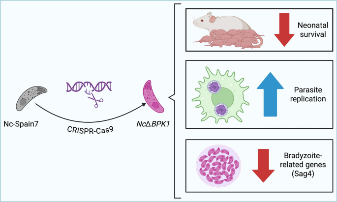 Loss of NcBPK1 impairs bradyzoite differentiation and enhances ...