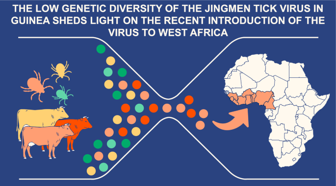 The low genetic diversity of the Jingmen tick virus in Guinea sheds ...