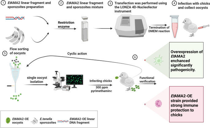Eimeria tenella apical membrane 2 overexpression enhances pathogenicity ...