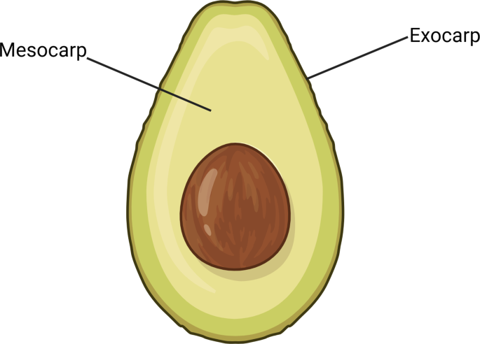 Metal profiling of Hass avocados: a cross-sectional study using ICP-MS ...