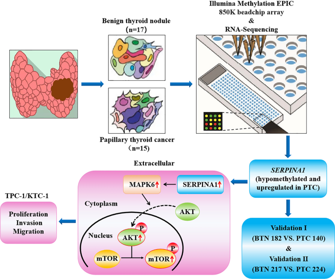 SERPINA1 methylation as a novel diagnostic marker for early-stage ...