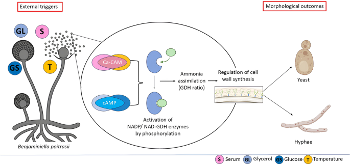 Serum and glycerol regulate yeast-hypha dimorphism in Benjaminiella ...