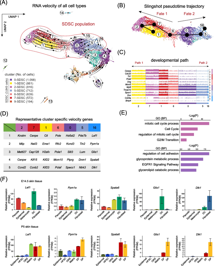 Correction: Murine skin-derived multipotent papillary dermal fibroblast progenitors show ...