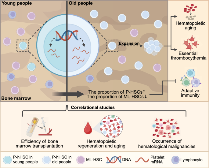 Hematopoietic stem cell heterogeneity and age-related platelet bias ...