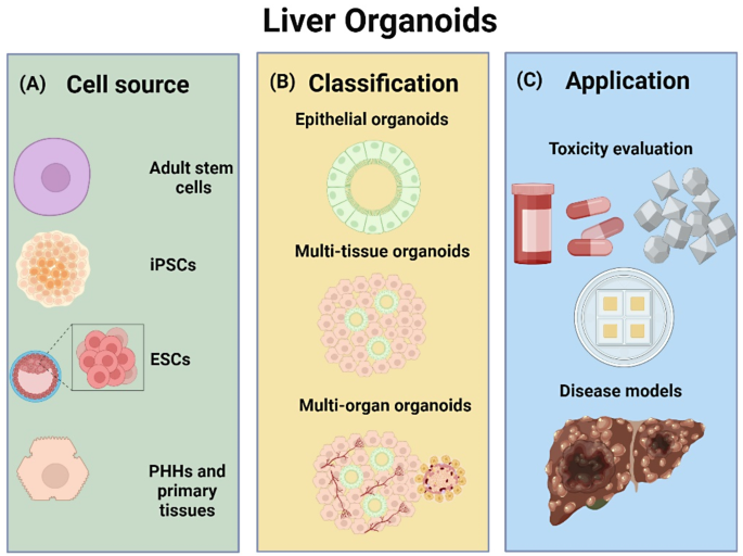 Advances in liver organoids: replicating hepatic complexity for ...