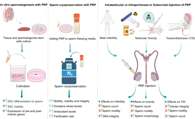 Platelet-rich plasma (PRP) and the future of male fertility: a path ...
