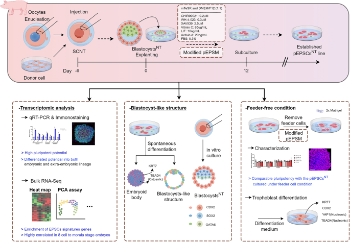 Transcriptomic insights and feeder-free culturing of porcine expanded ...