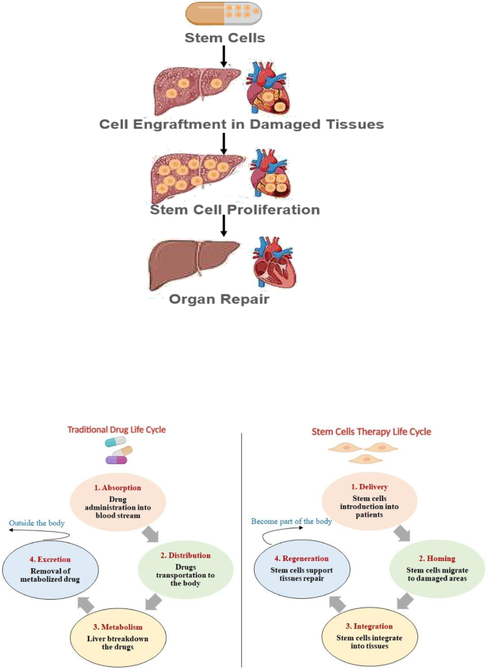 Stem cells as biological drugs for incurable diseases | Stem Cell ...