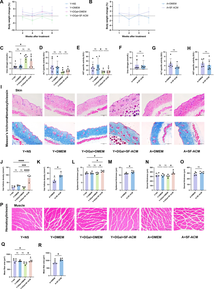 A serum-free adipose-conditioned medium delays stem cell senescence and ...
