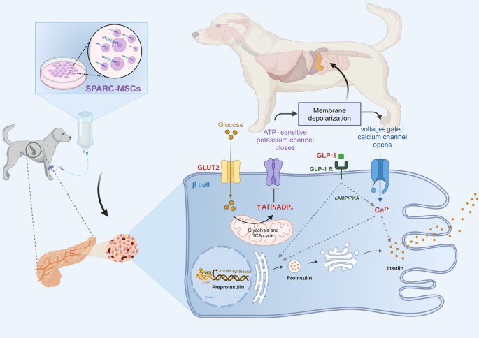 SPARC-modified mesenchymal stem cells promote recovery of β-cells and ...
